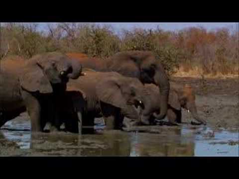Elephants rush to be first - YouTube