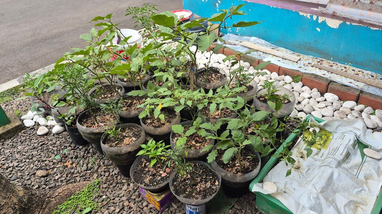 Panen Leunca Hitam dan pindahin tanaman seledri dan daun bawang # ...