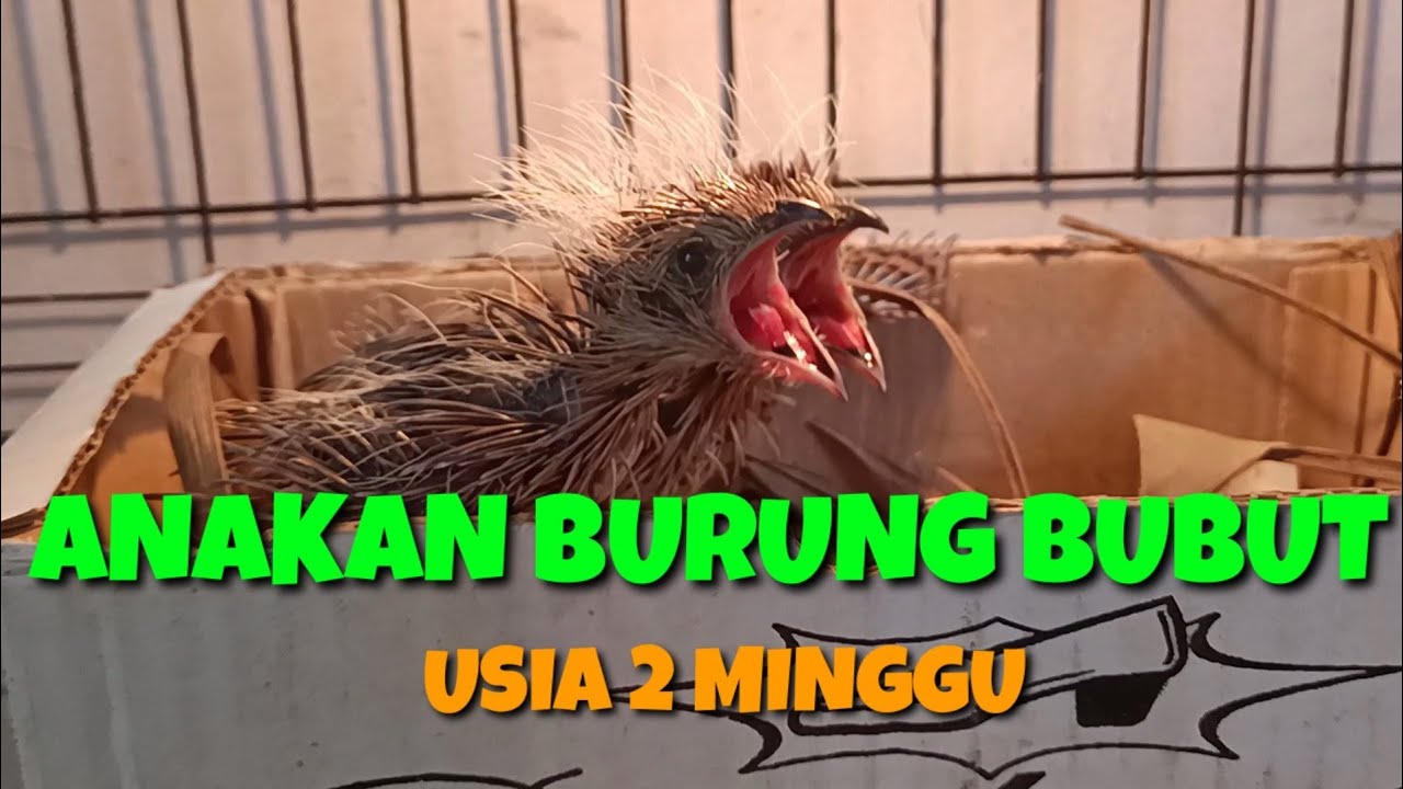 ANAK BURUNG BUT BUT / DUDUT SI MURAY JUMBO TERNYATA LUCU LUCU - YouTube