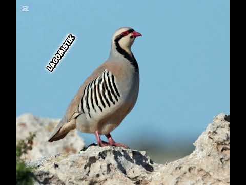 Kınalı keklik sesi 60 dk - Rock partridge 60 min