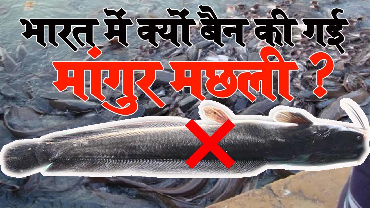 Thai Magur Machli | मांगुर मछली पर क्यों लगी रोक? | भारत में क्यों बैन ...