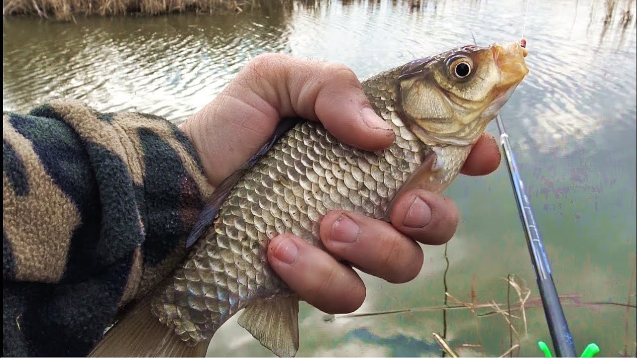 Am rupt carasul pe balta salbatica cu rama si viermusi - YouTube