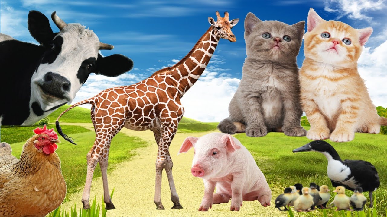 cute little farm animal sounds - cow, chicken, goose, sheep, duckling ...