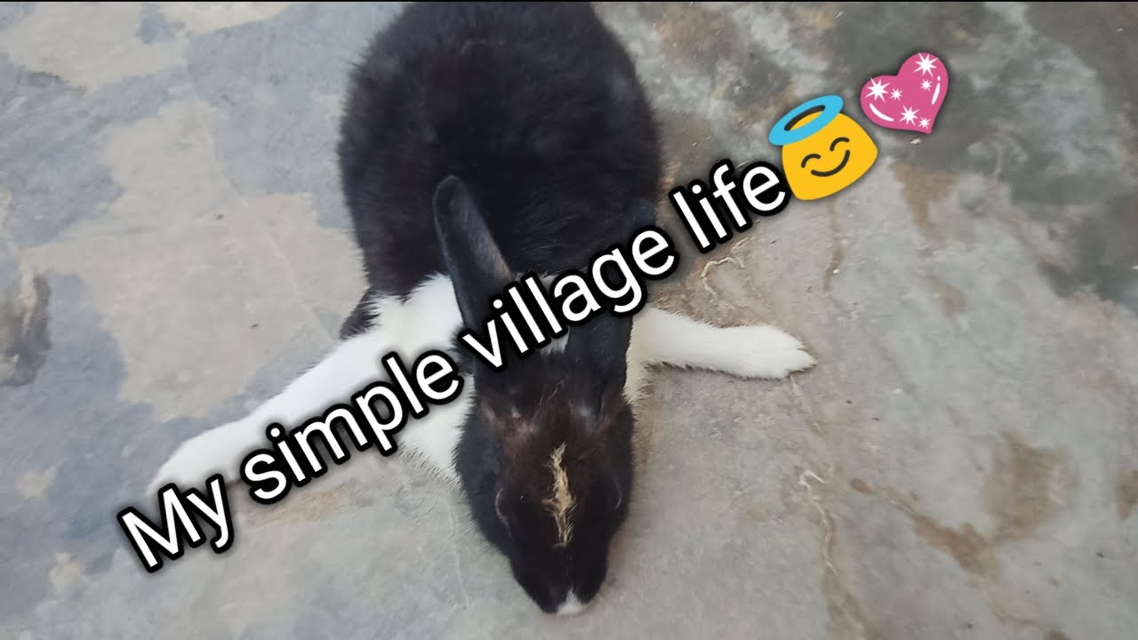 My simple village life|| village routine || village life || Happy ...