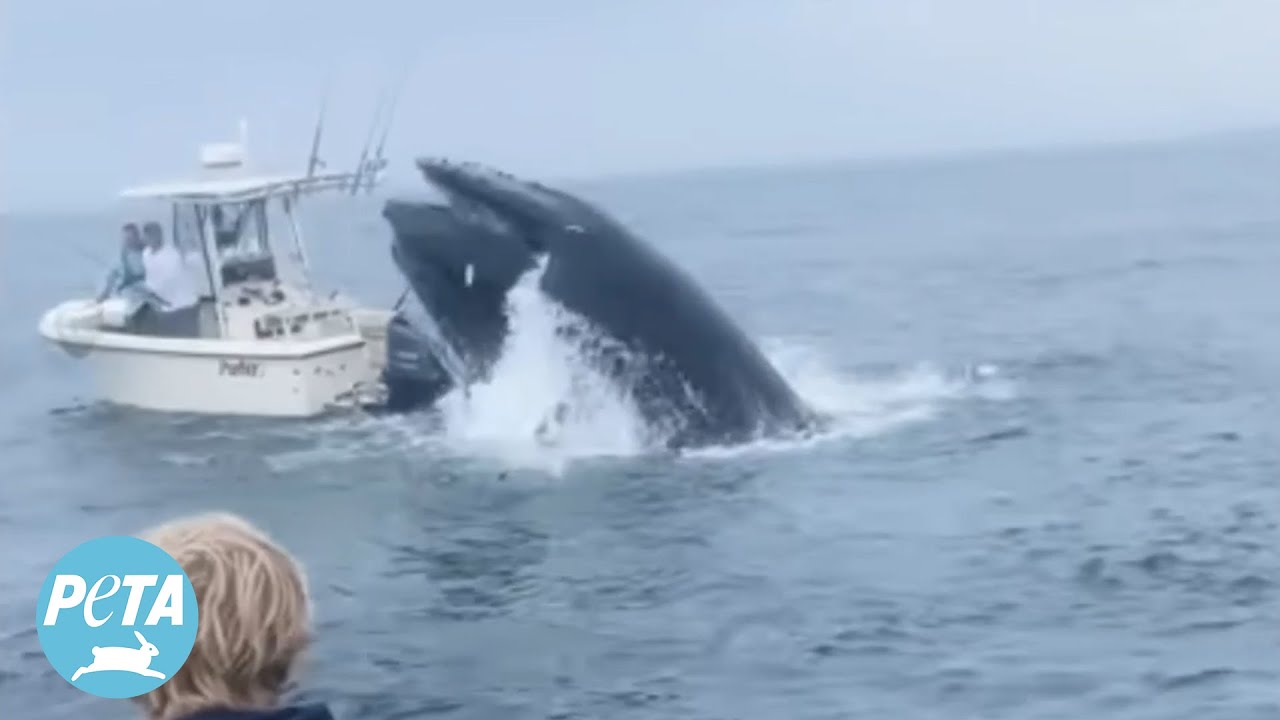 Whale Hits Fishing Boat | PETA - YouTube