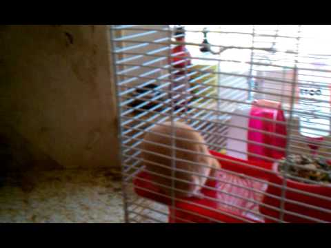 Hamster Bill goes down his tube - YouTube