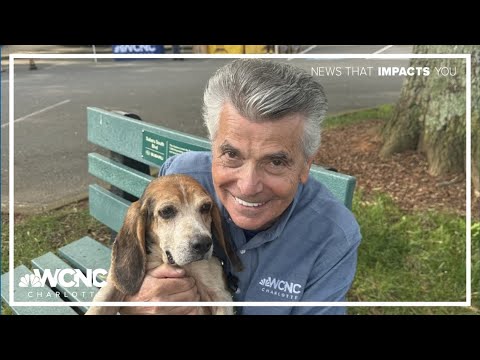 How you can help animals find their forever home - YouTube