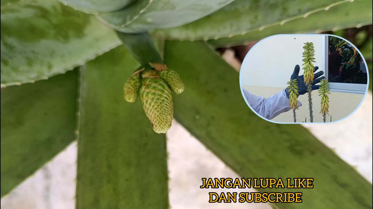 KEMUNCULAN BUNGA ALOE VERA?!! JARANG-JARANG BERLAKU (MALAYSIA) - YouTube