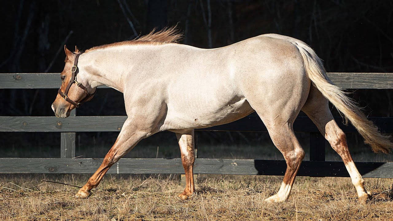 Capitol Gain - 2018 AQHA/APHA Red Roan Overo Stallion - YouTube
