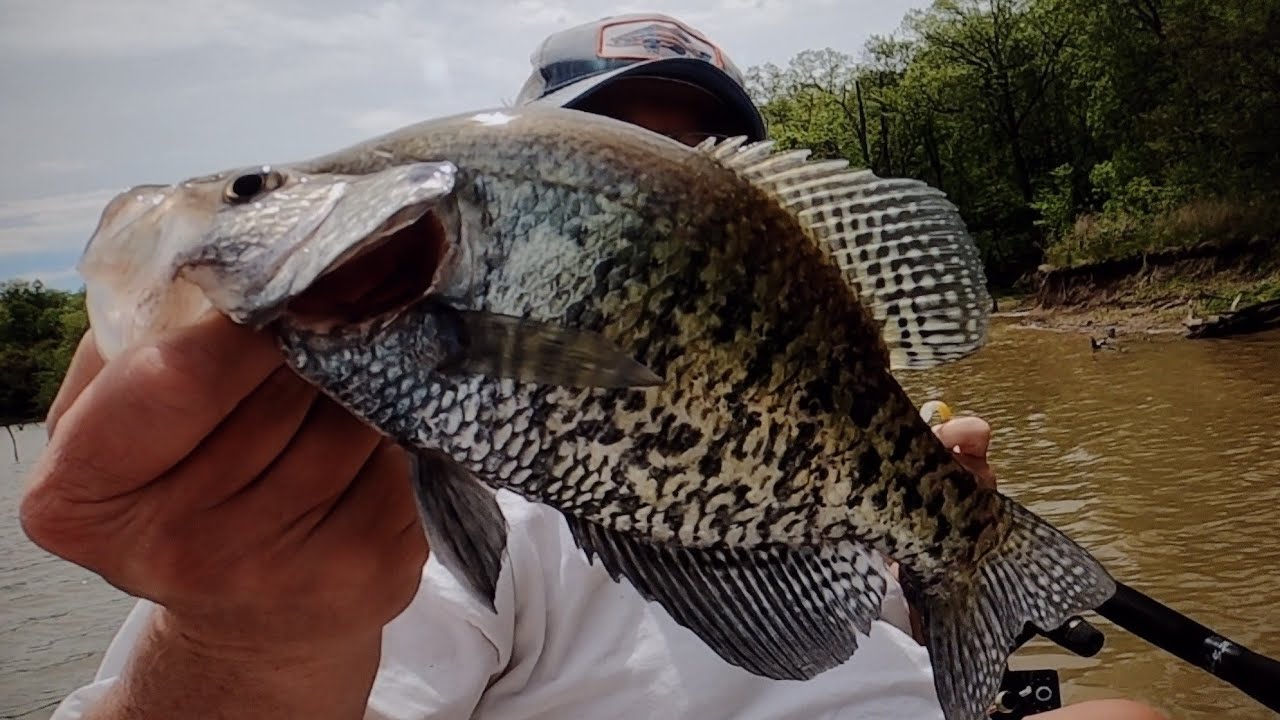 Spring Crappie Fishing with Bobbers - YouTube