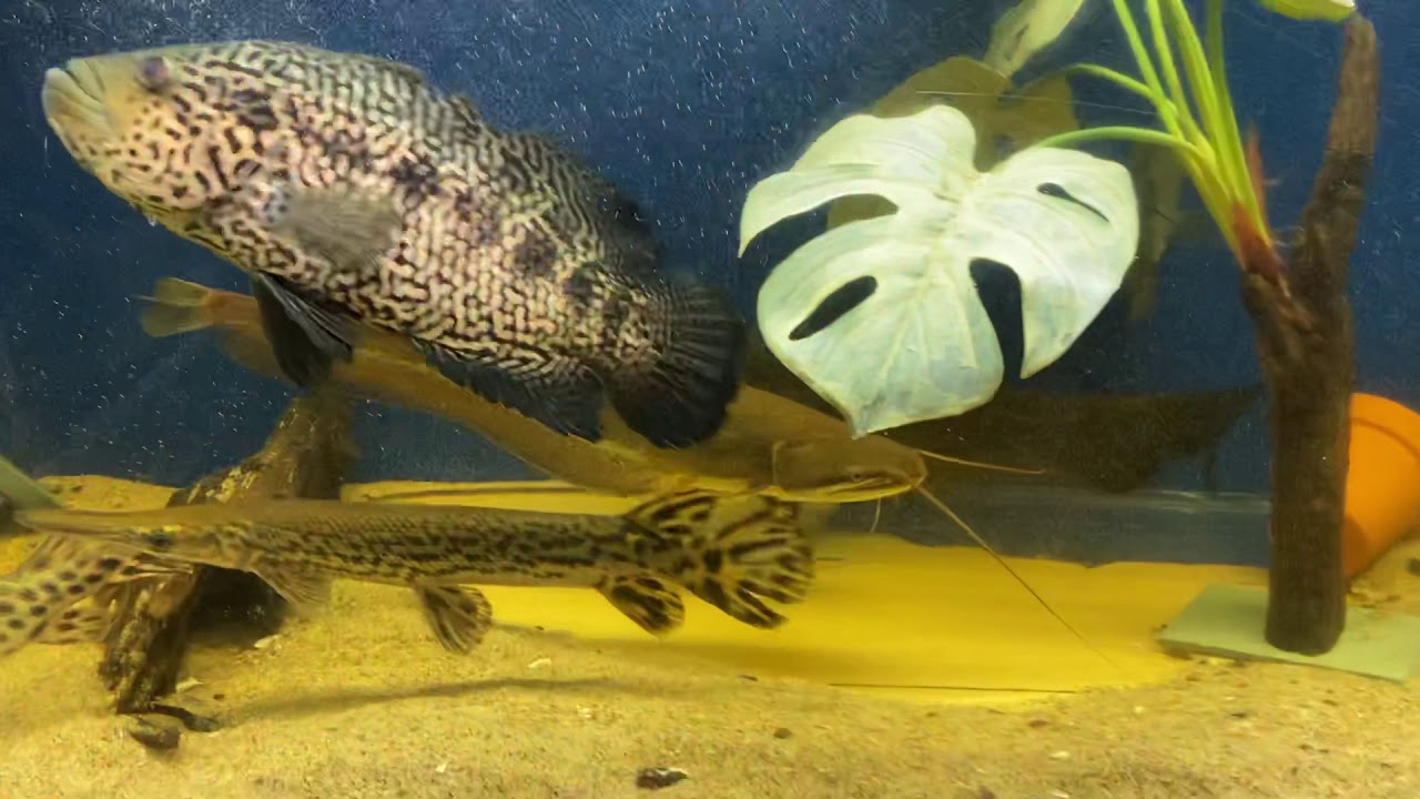 Wallago attu catfish 18” - YouTube