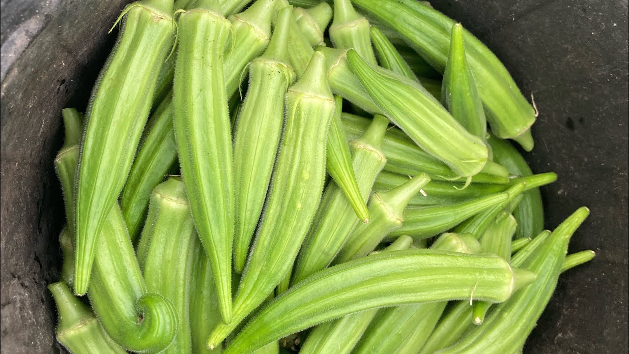 Pickling Okra! Super easy beginner method! - YouTube