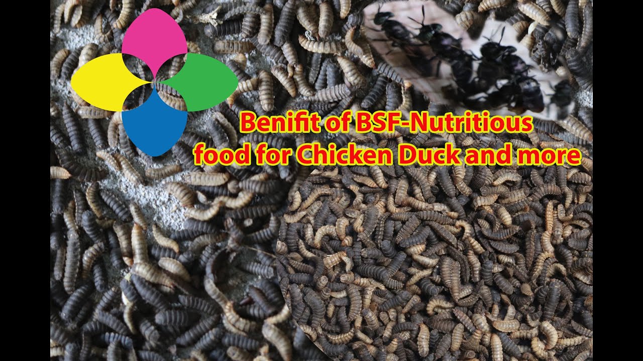 Benifit of BSF - Nutritious food for Chicken Duck Pig and more, - YouTube
