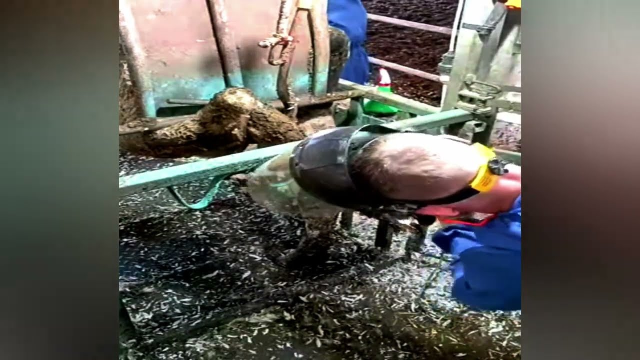COWS HOOVES RECOVERING How Foot trimming - YouTube