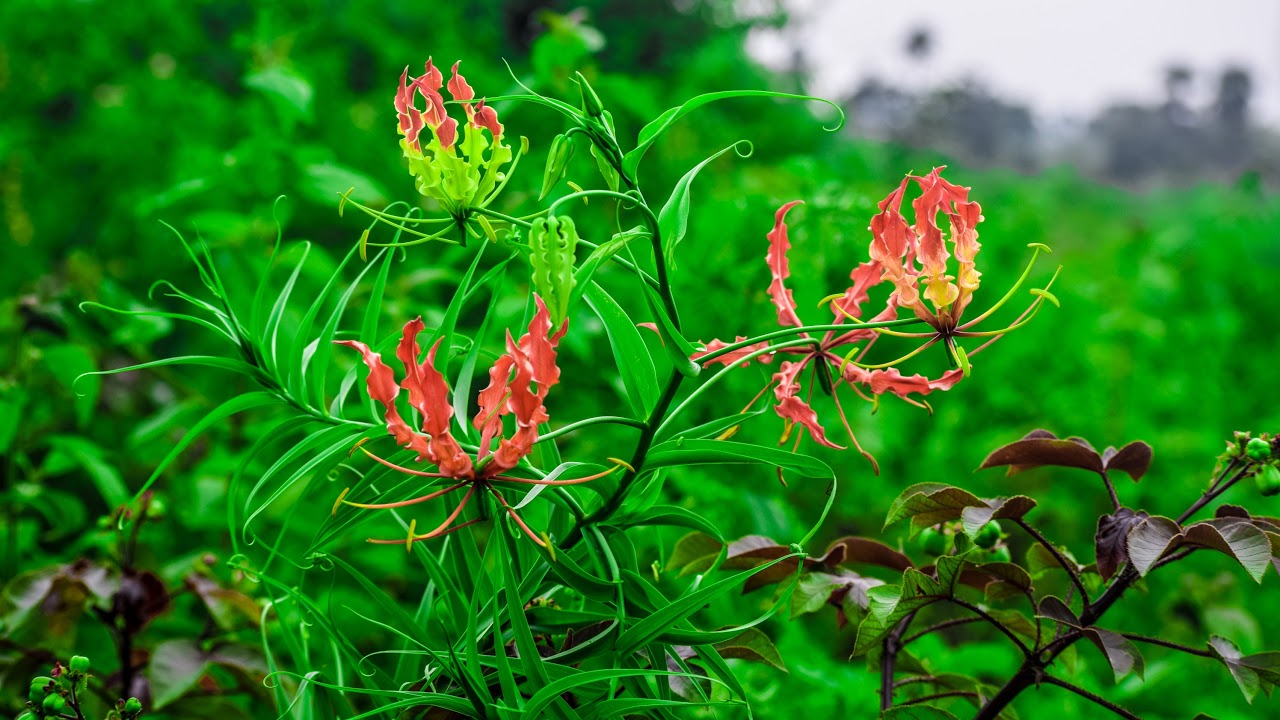 Local Program Official Live Stream - YouTube