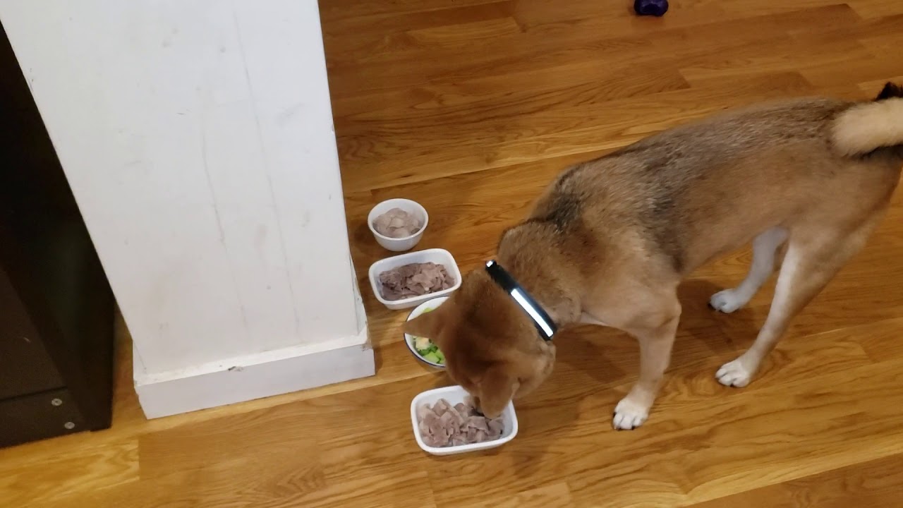 Shiba Inu Brian enjoys his 3 year old birthday dinner (beef, lamb, fish ...
