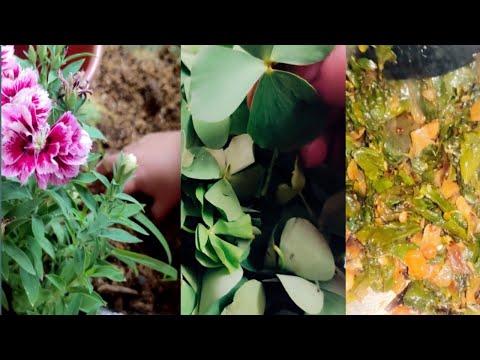 Sunsuniya bhaji and repotting plants | Ragini nature world | Vlog