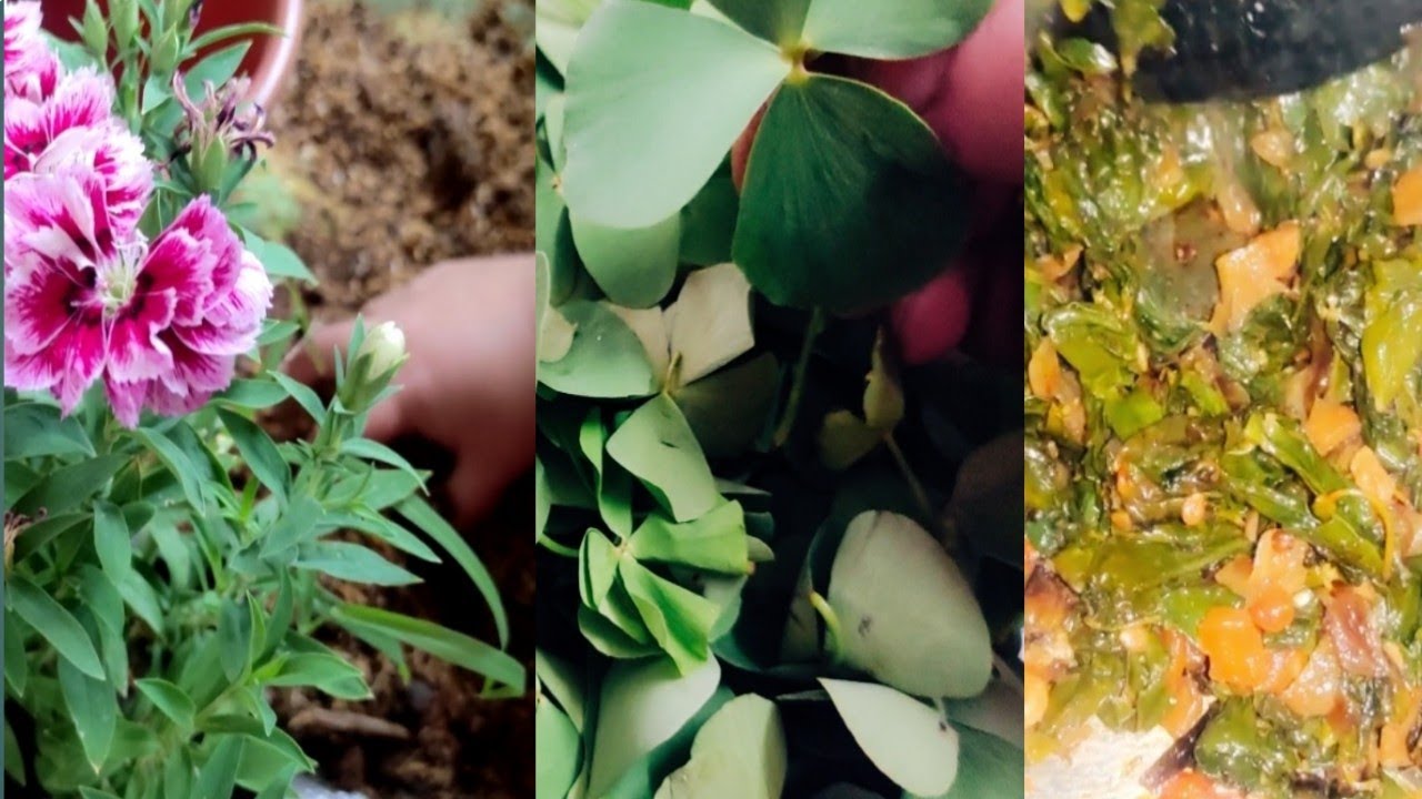 Sunsuniya bhaji and repotting plants | Ragini nature world | Vlog - YouTube