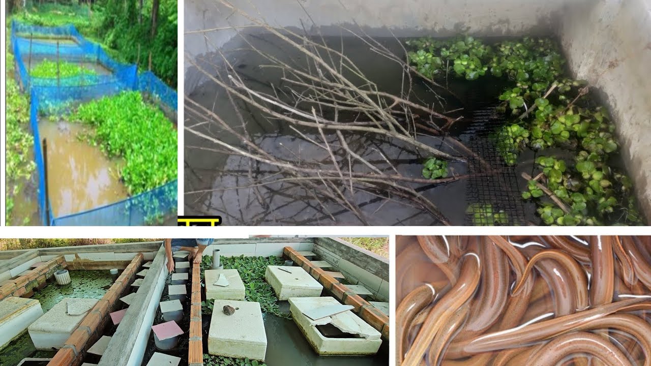 Eel fish farming/Assamese/pond Preparation/episode : 2 /make money by ...