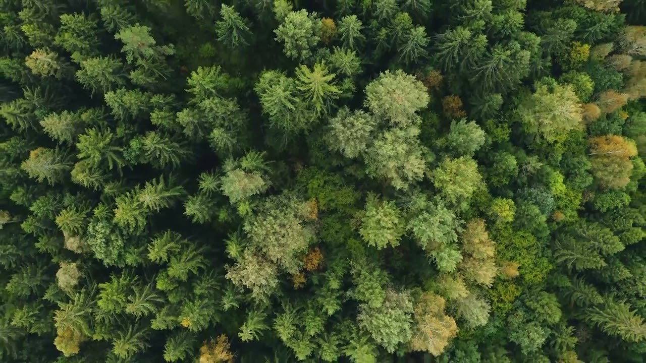 Aerial view of a conifer forest - YouTube