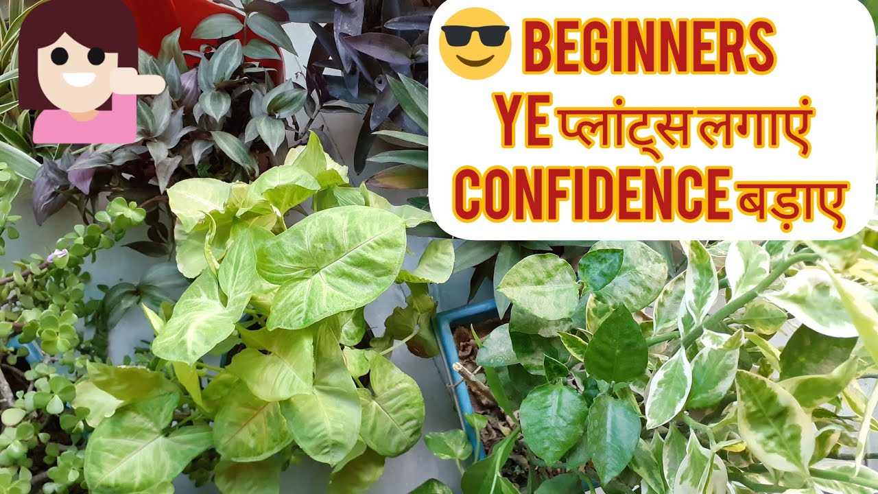Beginners kon se plants lgaye। some Hardy plants for Beginner/Sunita ...