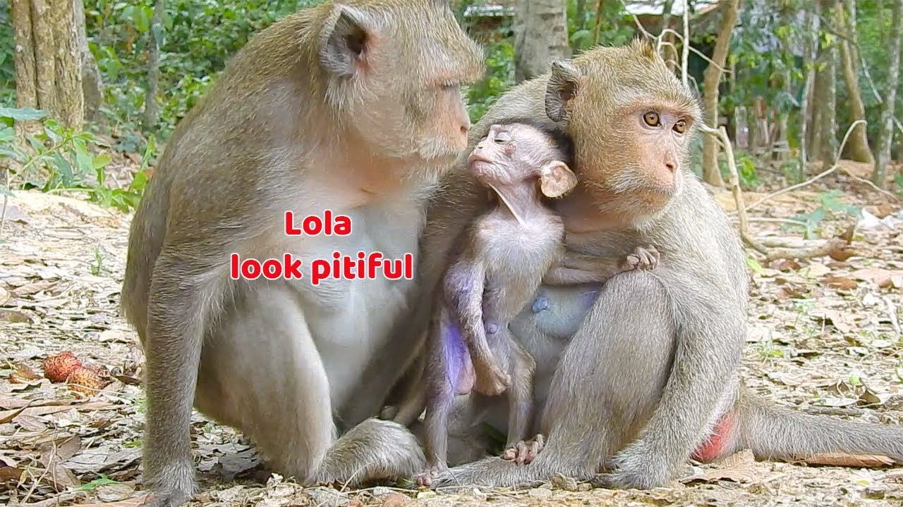 Pitiful baby Lola alway request groom from the other monkey - Lola look very sad situation - YouTube