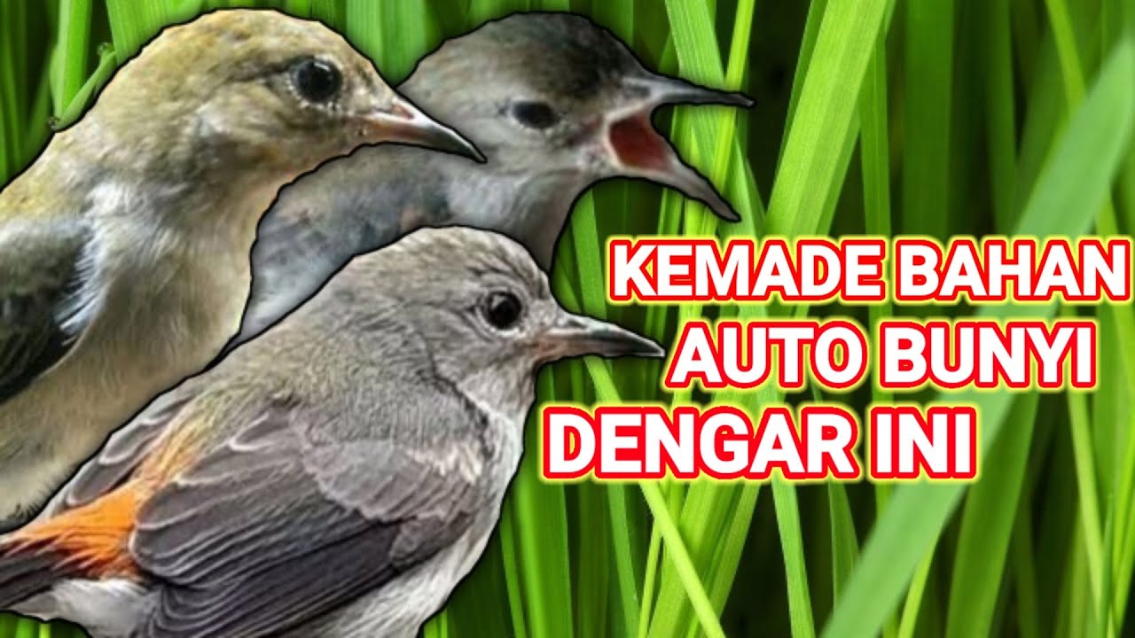 panggilan untuk burung kemade bahan ombyokan - YouTube
