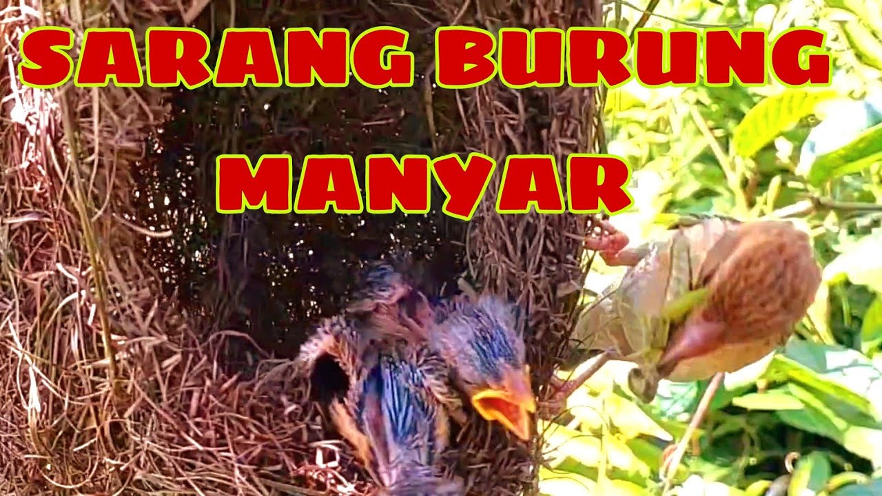 ISTANA SARANG BURUNG MANYAR//BURUNG TEMPUA - YouTube