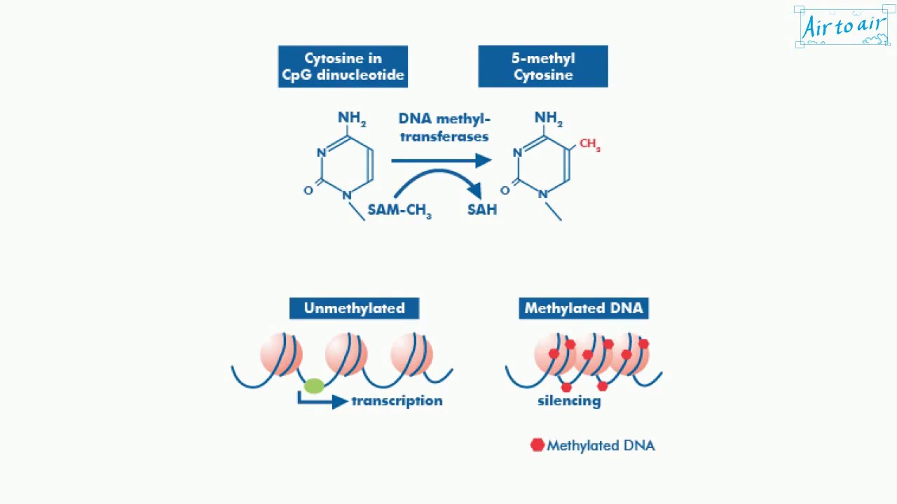 DNA methyltransferase - YouTube