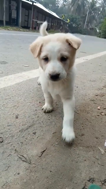 Kuku babu #doglover #dog #fyp #vlog #trending #viralvideo #fyp #vlog # ...