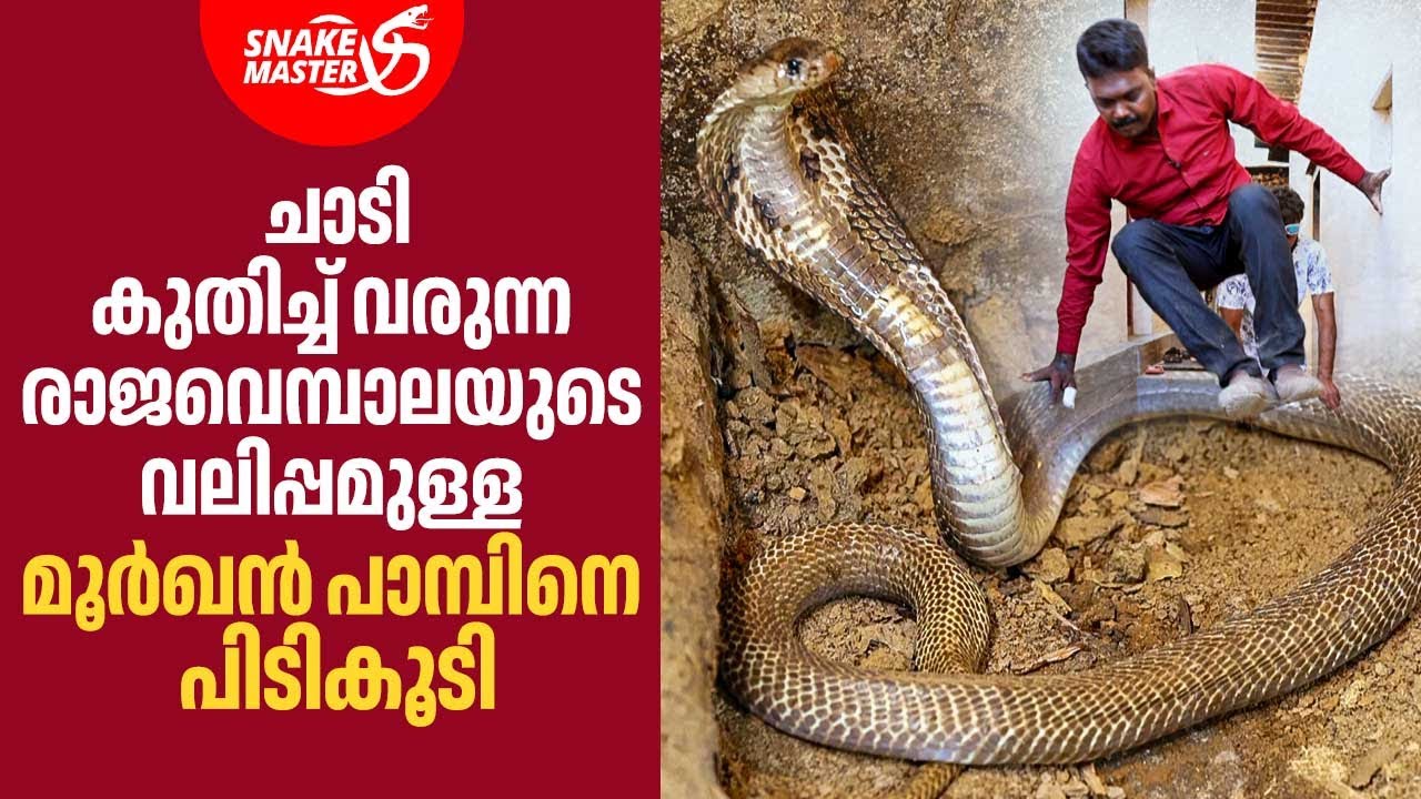 ചാടി കുതിച്ച് വരുന്ന രാജവെമ്പാലയുടെ വലിപ്പമുള്ള മൂർഖൻ പാമ്പിനെ പിടികൂടി ...