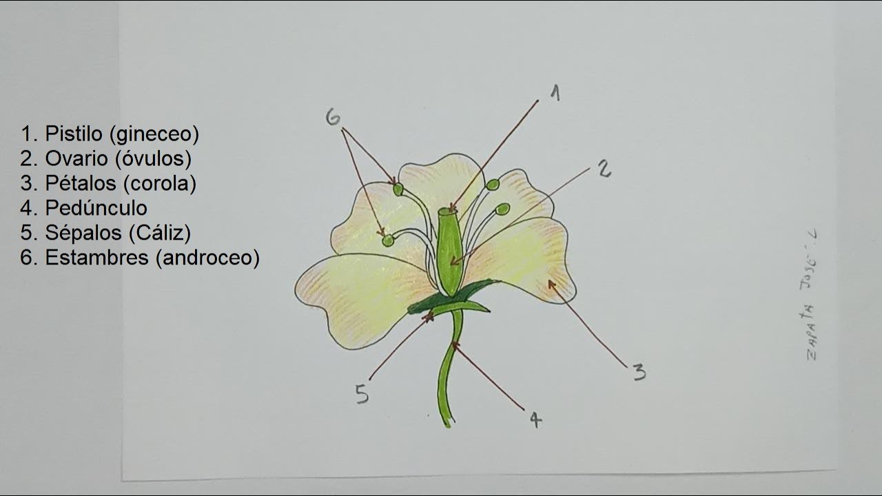 Partes De Un Dibujo De Flores Las Principales Partes De Una Flor