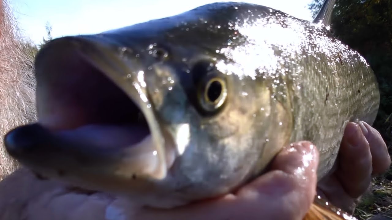 Rapfen angeln am Fluß mit kleinen Hardbaits - Barsch und Hecht als ...