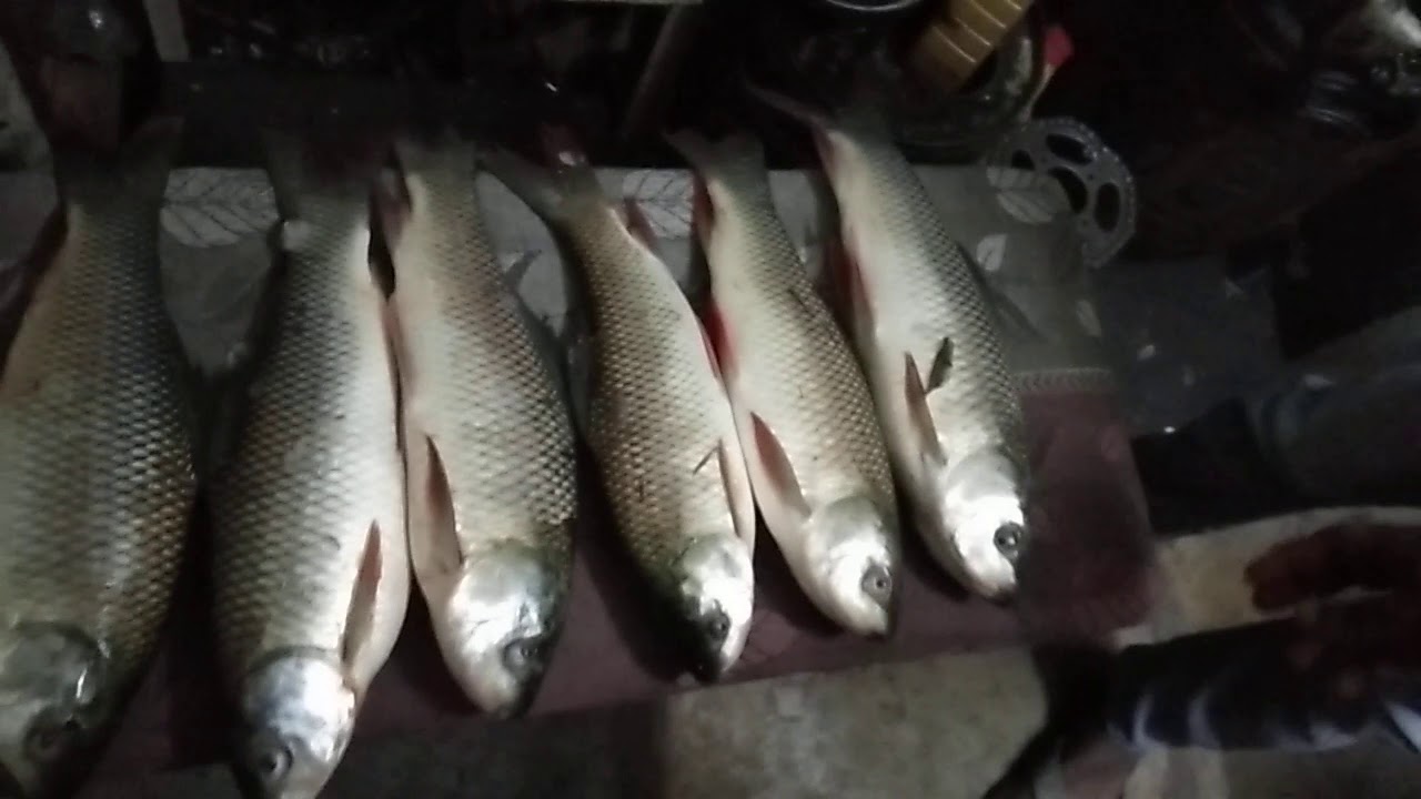 Rohu fish - YouTube