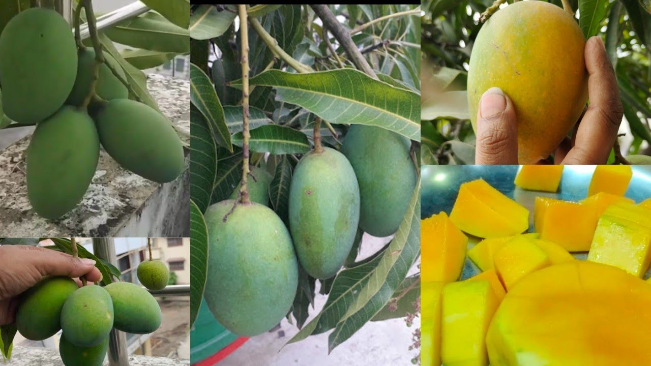 Upadte on different varieties of mango plant on my terrace||How i care ...