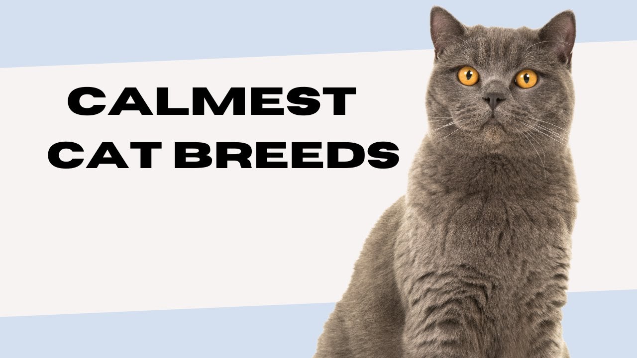 The Best Cat Breeds For A Relaxing And Peaceful Home | Navology - YouTube