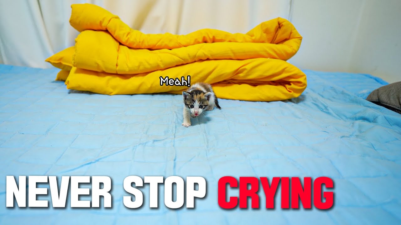 A RESCUED KITTEN NEVER STOP CRYING IF I DON'T TOUCH HER - YouTube