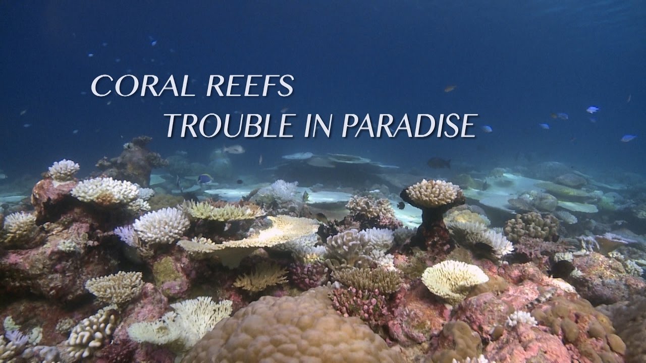"Coral Reefs: Trouble in Paradise" Film Trailer - YouTube