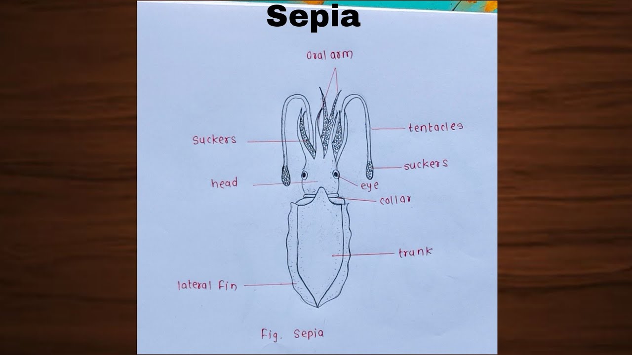 How to Draw Sepia (Cuttlefish) Diagram | Class 11 Biology | Step by ...