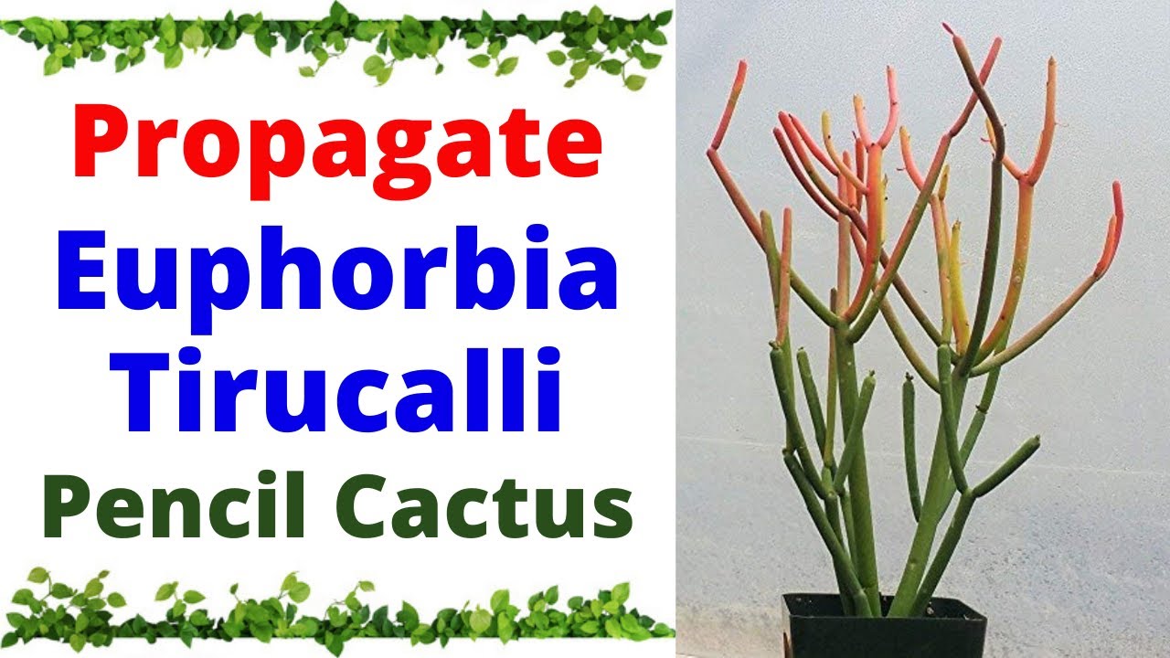 Euphorbia Tirucalli || Propagate Pencil Cactus || Fire Sticks - YouTube