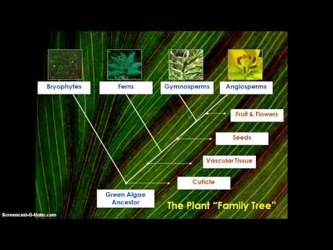 Timeline of Plant Evolution