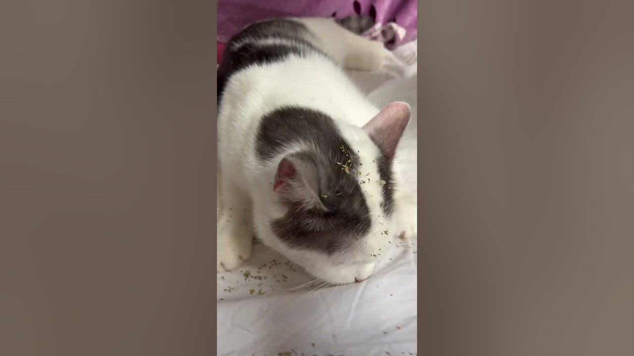 My Adorable Cat roll over on his catnip 🐈 🥰👀 ️ #shorts #satisfying #furbaby #happylife #viral ...