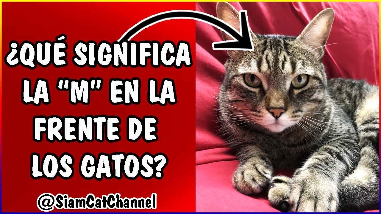 ¿Por Qué Los Gatos Atigrados Tienen Una "M" Marcada En Su Frente ...