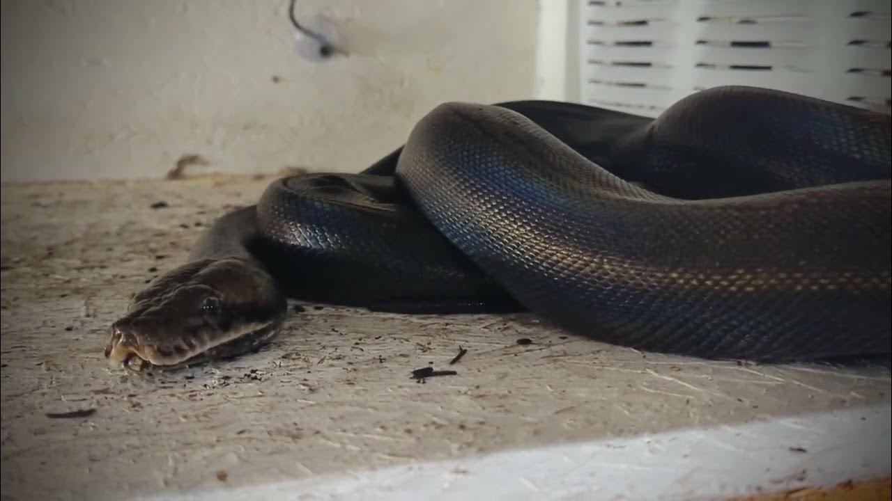 Reticulated Python. - YouTube