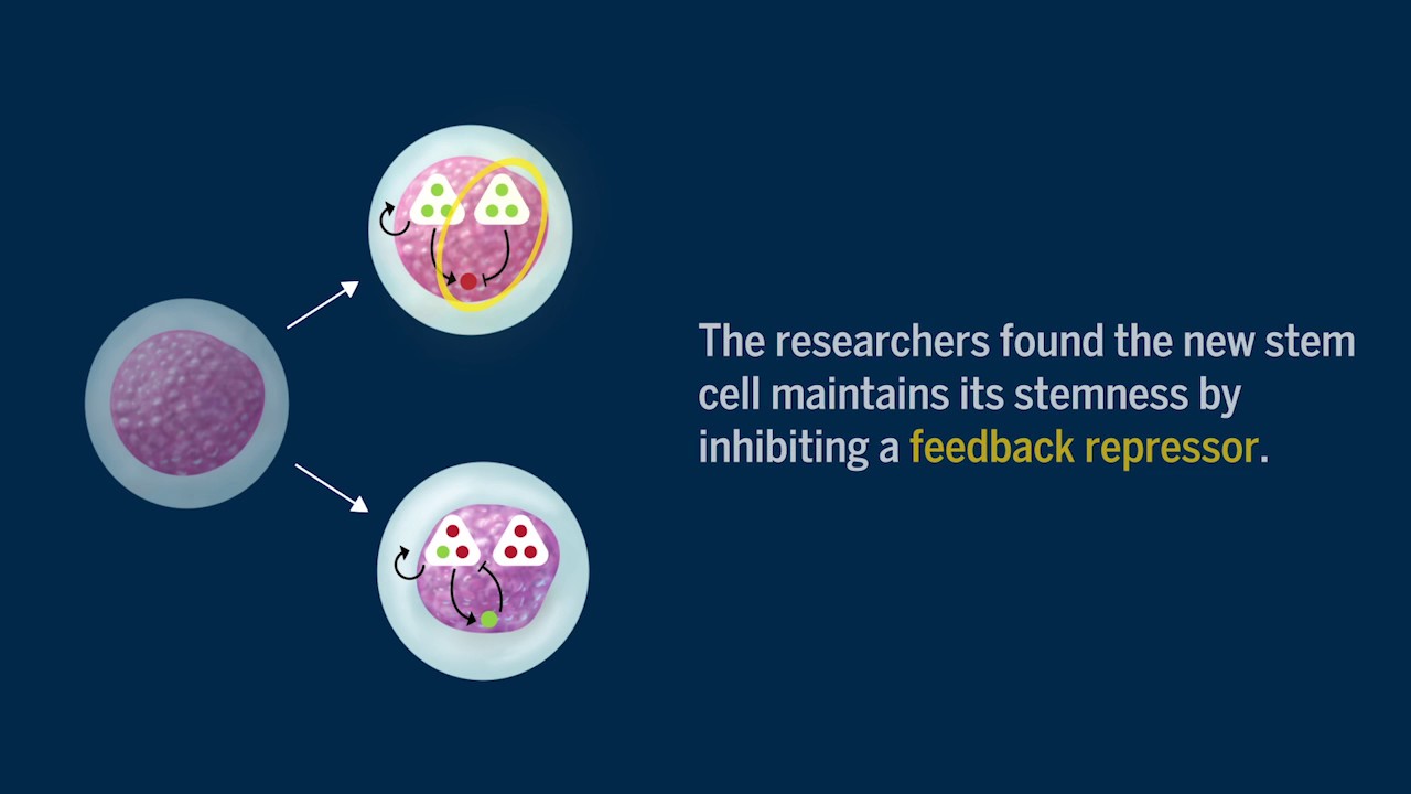 LSI News: Stem Cell Self-Renewal & Restriction - YouTube