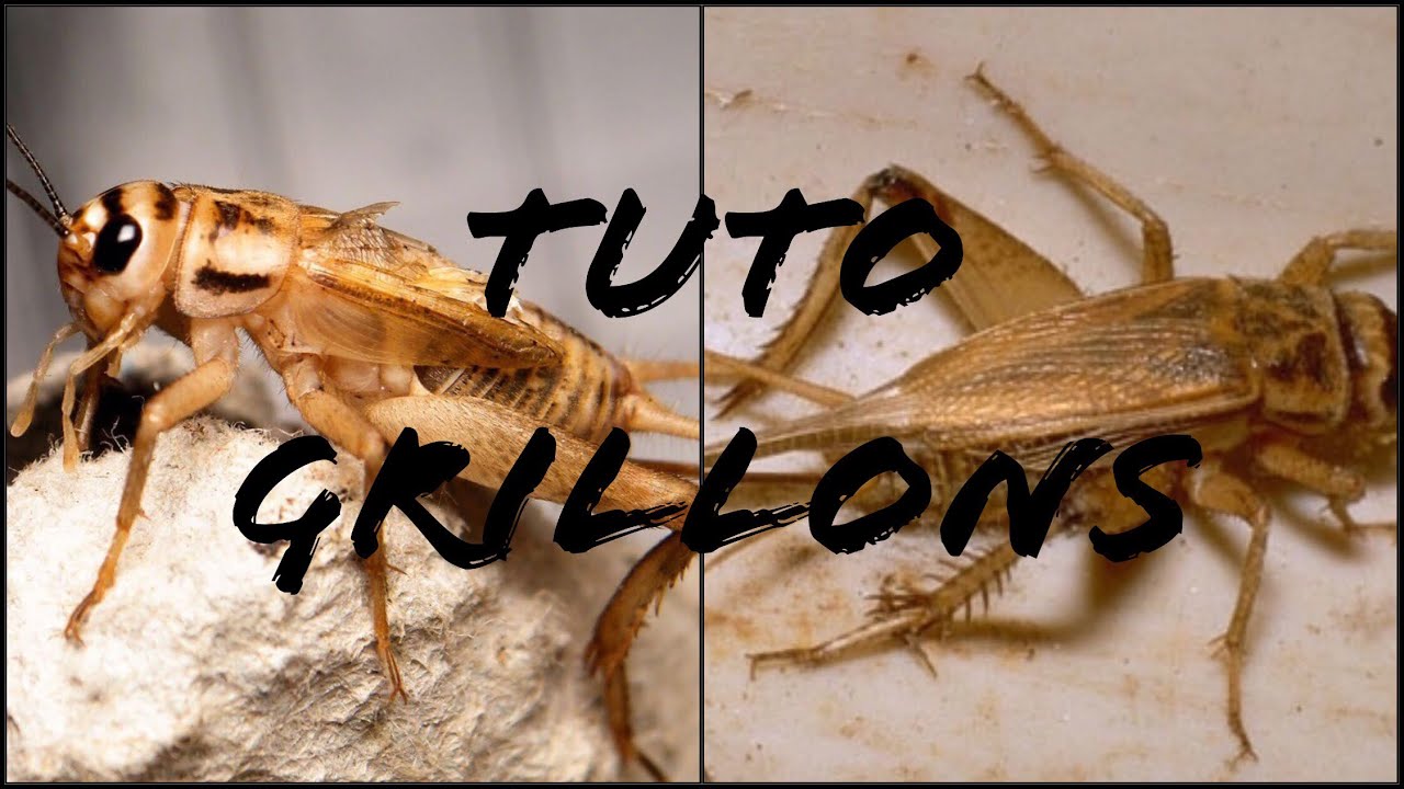 Tuto élevage des grillons/présentation d’espèces #7 - YouTube