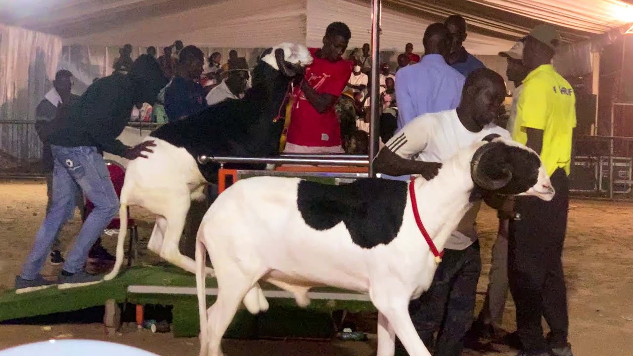 FOIRE ANTET PASSAGE DES MALES ADULTES - YouTube