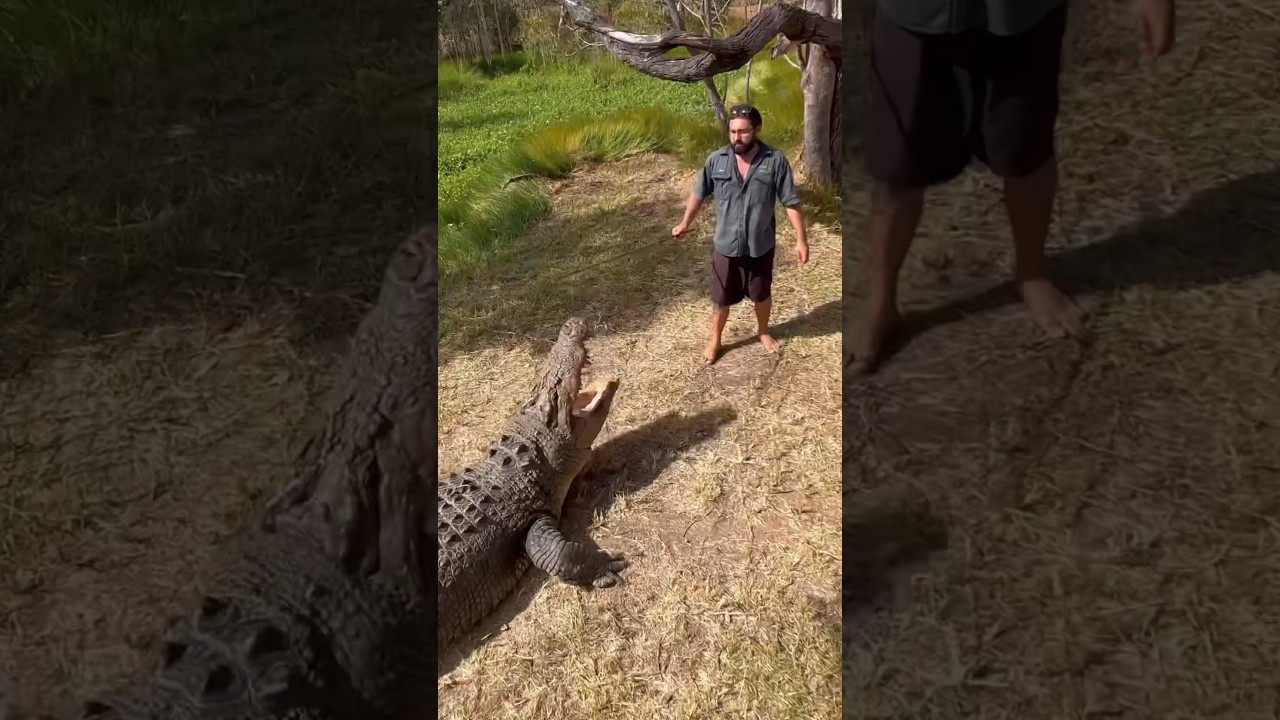 16ft long saltwater crocodile lunges #australia - YouTube