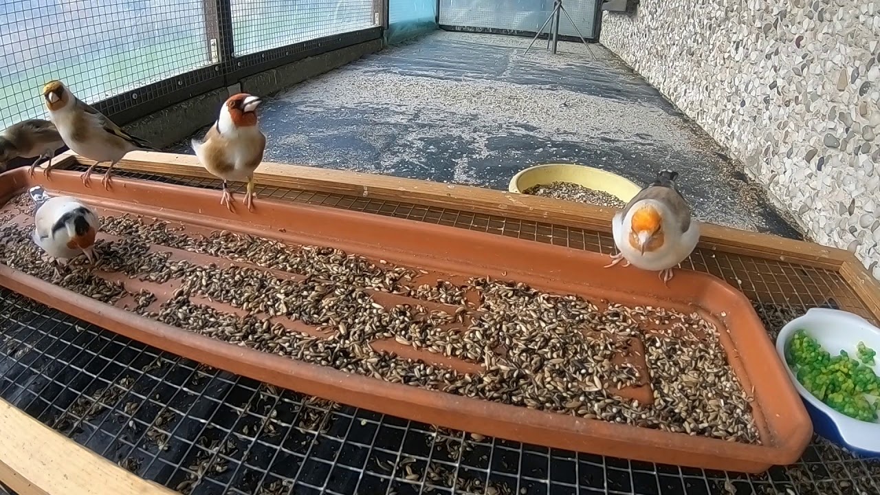 Szczygły syberyjskie Carduelis major - YouTube