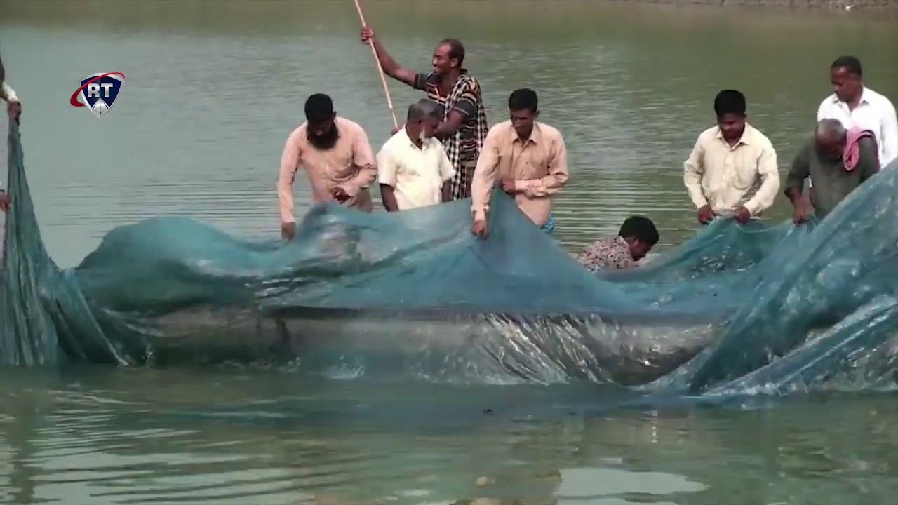 জেলেদের জালে আর মাছ উঠেনা || Traditional Fish Catching - YouTube